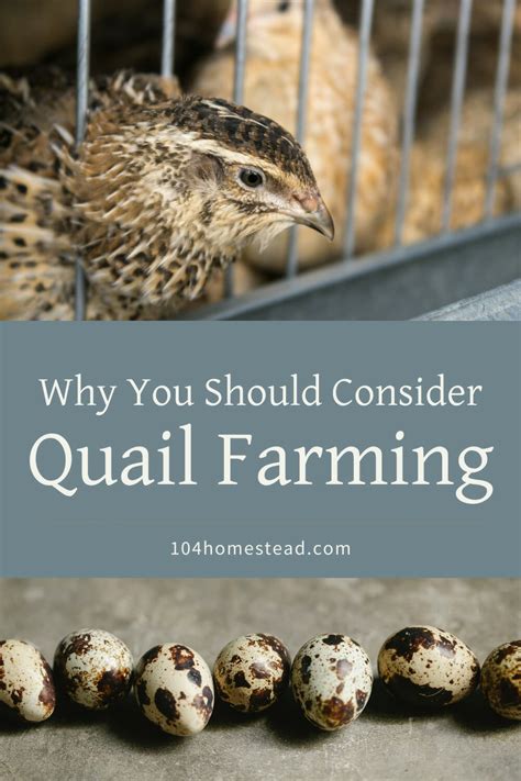 Quail Farming