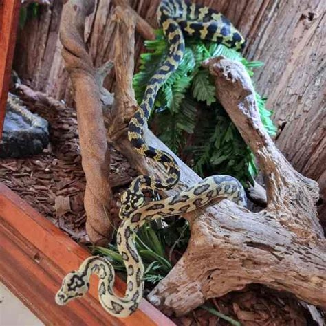 Jungle Pythons Breeding Pair Reptiles And Amphibians Gumtree Australia Cairns City