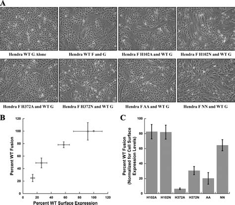 Syncytium Assay Reporter Gene Analysis And Correlation Of Wild Type