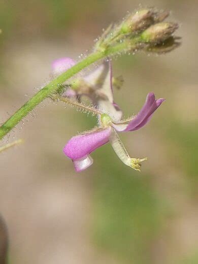 Desmodium