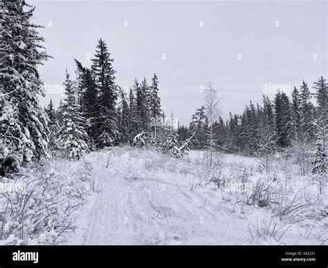 Winter Forest Of The Taiga With Snow On Spruce Trees In Yakutia Stock