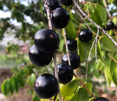 Guavaberry Plant World Collections Tt