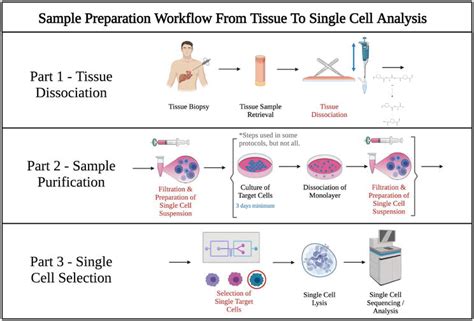 Preparation Of Tissues And Heterogeneous Cellular Samples For Single