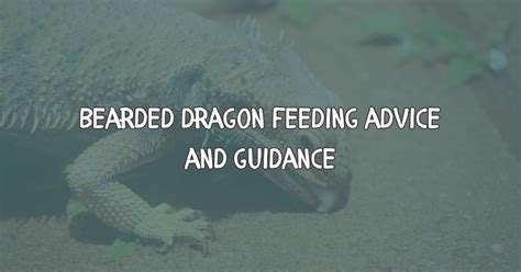 Bearded Dragon Feeding Guide Nutrition Tips Nutrition Advice
