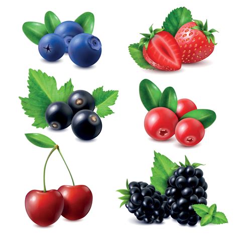 Berries Realistic Set Vector Illustration 3020231 Vector Art At Vecteezy