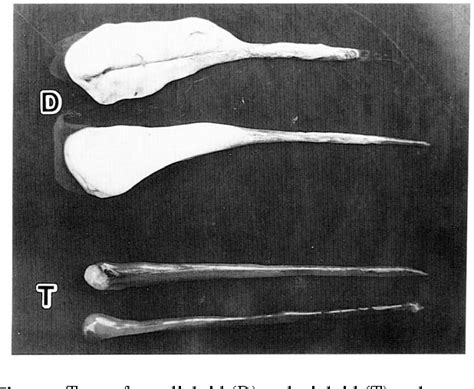 Table 1 From Morphological And Physiological Studies On Gonadal Sex