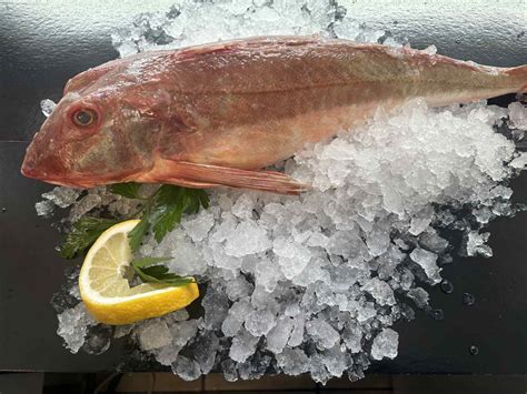 Large Red Gurnard 1kg W Stevenson And Sons Ltd