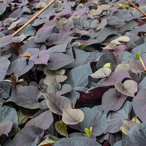 Batata Roxa Ornamental Ipomoea Batatas Rebrotar Plantas