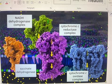 Chapter 14 Biol 302 Exam 3 Flashcards Quizlet