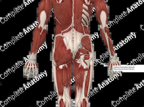 Inferior Gemellus Muscle Complete Anatomy
