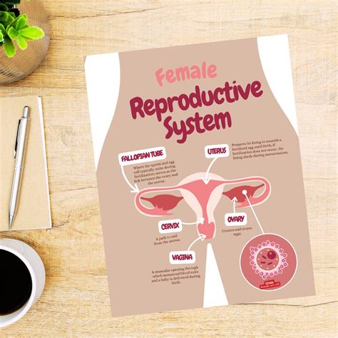 The Reproductive System Poster Female Reproduction Anatomy Poster Classroom Poster