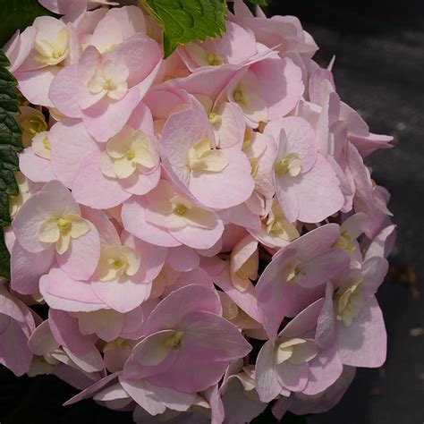 Bigleaf Hydrangea Wee Bit Innocent™ Proven Winners® Shrubs Proven