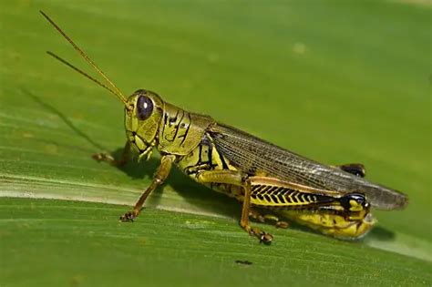 100 Grasshopper Pictures Download Free Images On Unsplash