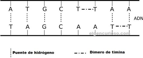 Timina Definición Y Estructura Diccionario Científico El Gen Curioso