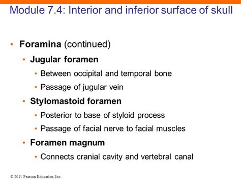 7 The Skeleton Ppt Download