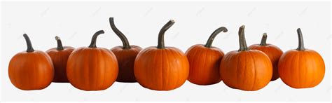 Pumpkins In A Row Isolated On White Row Decor October Festive Png