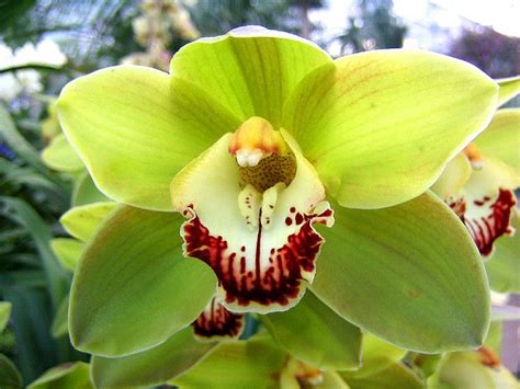 Green Orchid With Red Spots Beautiful Cymbidium Flowers Orchid Show