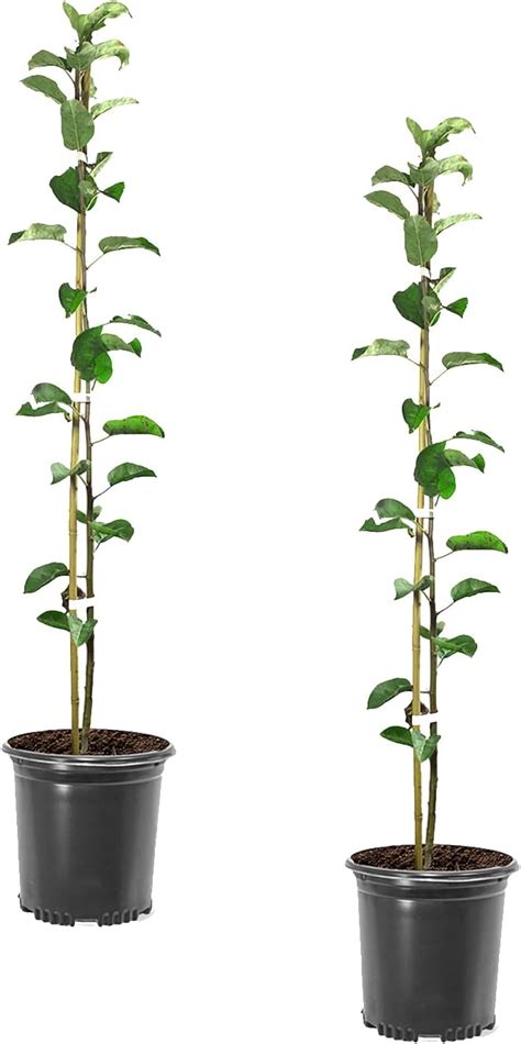 Southern Apple Pollinator Pack 1 Each Of Anna Apple And