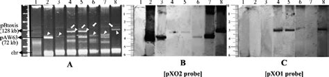 Large Plasmid And Southern Blotting Of Strains Containing Pxo1 Andor