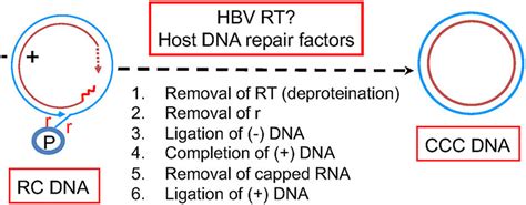 Hbv Ccc Dna Formation From Rc Dna The Structures Of The Hbv Rc And Ccc Download Scientific