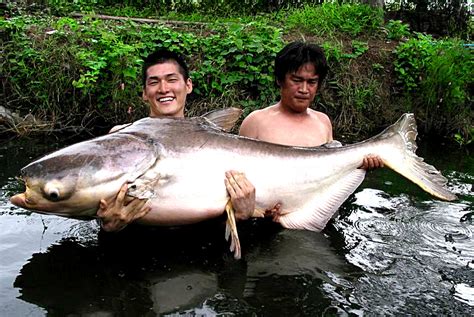 Giant Mekong Catfish Pangasianodon Gigas Megafishingthailand