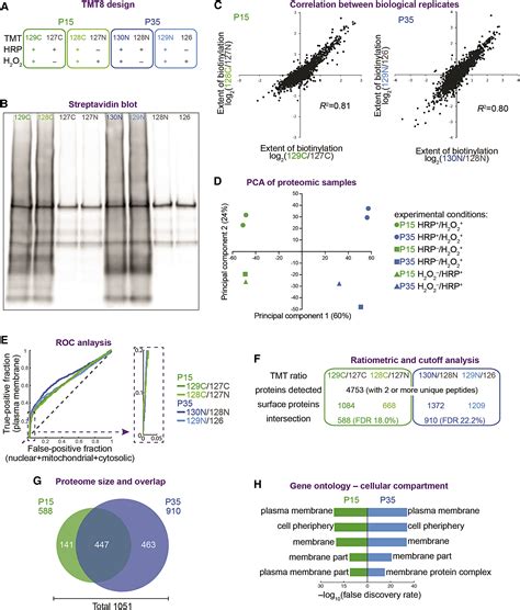 In Situ Cell Type Specific Cell Surface Proteomic Profiling In Mice Neuron