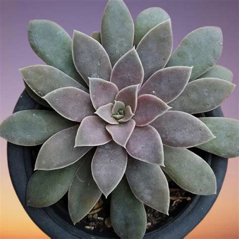 12 Echeveria Types With Names And Pictures