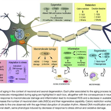 Pdf Axonal Degeneration During Aging And Its Functional Role In