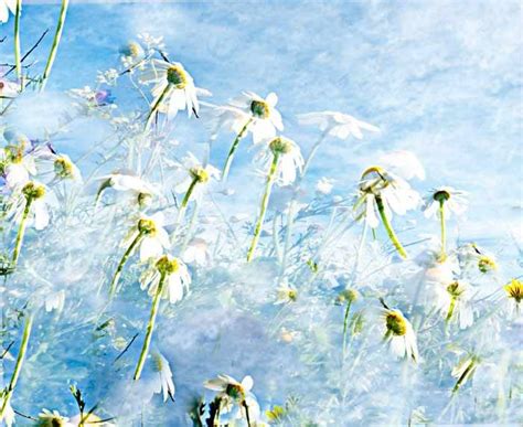 Daisy Anton Dijkgraaf