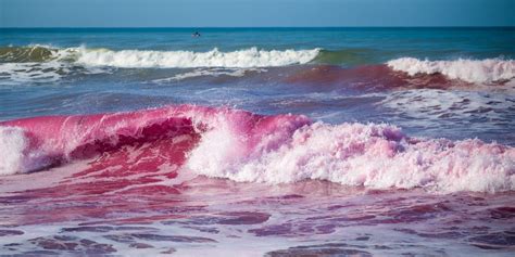 Why Pink Waves Were Crashing Off The Coast Of San Diego