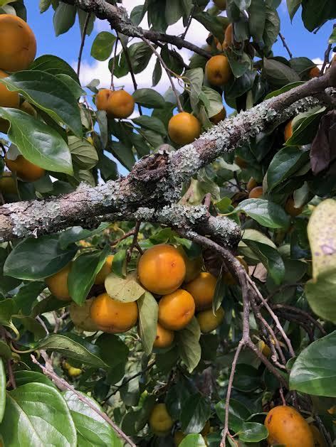 🍂fall Updates Whats In Season More🍁 Miami Fruit