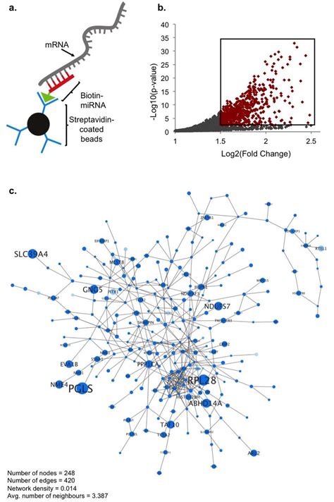 Rna Sequencing Rnaseq Identification Of Genes Enriched By Mir 210 Download Scientific Diagram