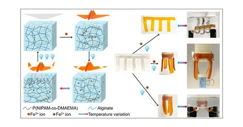 Thermal Responsive Hydrogel Actuators With Photo Programmable Shapes