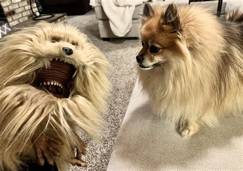 My Pom Looks Like Fizzgig From The Dark Crystal Rpomeranians