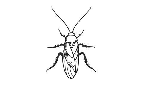 Vector Lineart Illustration Of Cockroach On White Background Hand