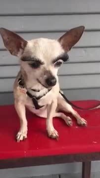 Chihuahua Looks Adorable With Fake Eyelashes On Jukin Licensing