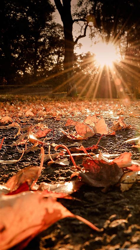 Iphone 6 Wallpaper Fall