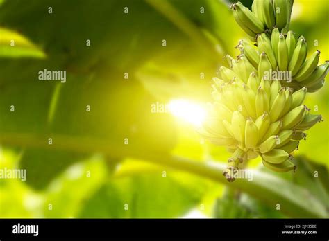 Do Banana Trees Like Direct Sunlight At Latoya Zell Blog