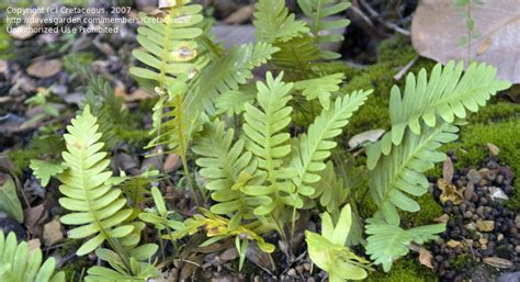 Plantfiles Pictures Pleopeltis Species Pleopeltis Guttata By Growin