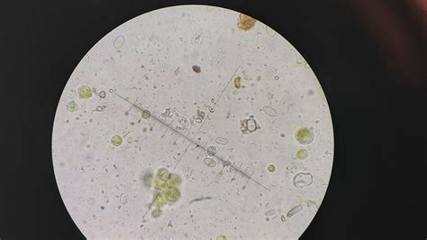 Thyronectria Sinopica