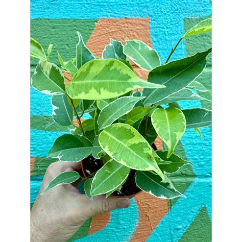 4 Ficus Benjamina Variegated Golden King Plantologyusa Indoor