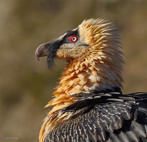 Gallery Bearded Vulture Bearded Vulture Weird Birds Vulture
