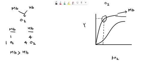 Solved The Proteins Hemoglobin And Myoglobin Can Bind Oxygen Their Amino Acyl Sequences Are