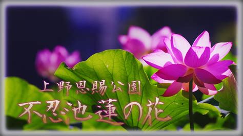 【8k】lumix S1rii｜不忍池蓮の花 上野恩賜公園｜lotus Flowers At Shinobazu Pond｜ueno Park Youtube