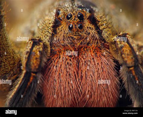 Brazilian Wandering Spider Phoneutria Face Portrait Macro Showing The