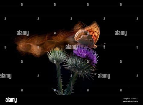 Motion Blur Effect Captures The Swift Movement Of A Butterfly Landing On The Vibrant Purple