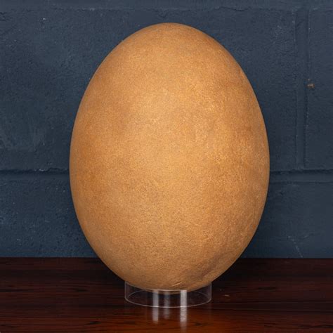 Pre 17th Century Complete Elephant Bird Egg Madagascar