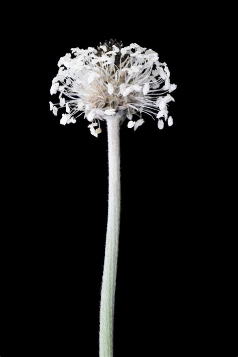 Plantago Argentea Subsp Argentea Plants Of The World Online Kew Science