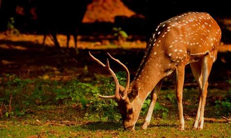 Homemade Deer Minerals For Antler Growth • Bowblade