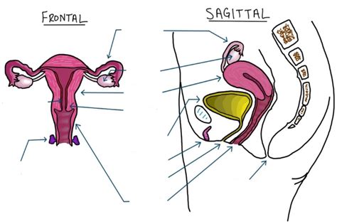 Female Reproductive Diagram Quizlet